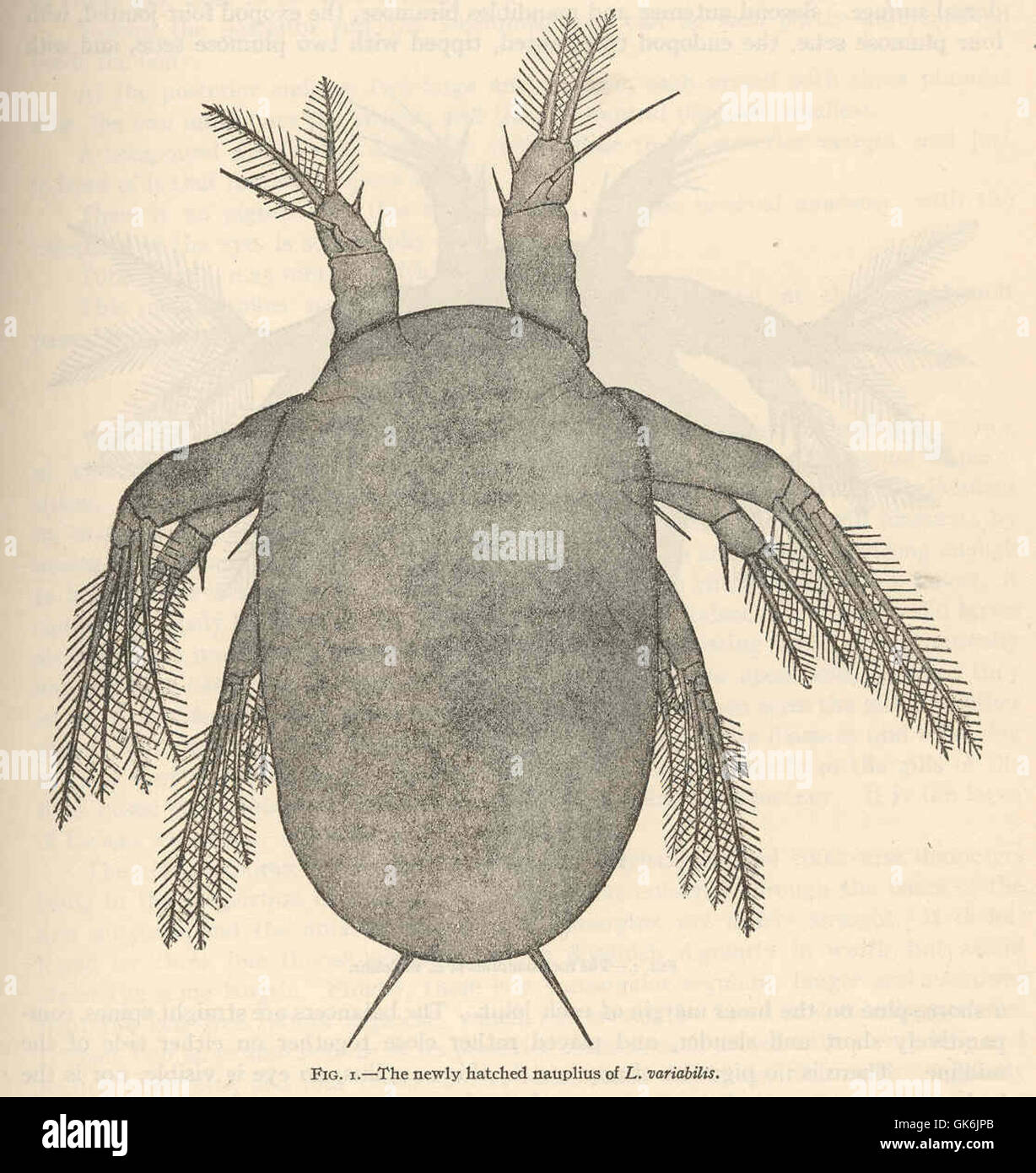 The newly hatched nauplius of L Variabilis, a type of crustacean, shown ...