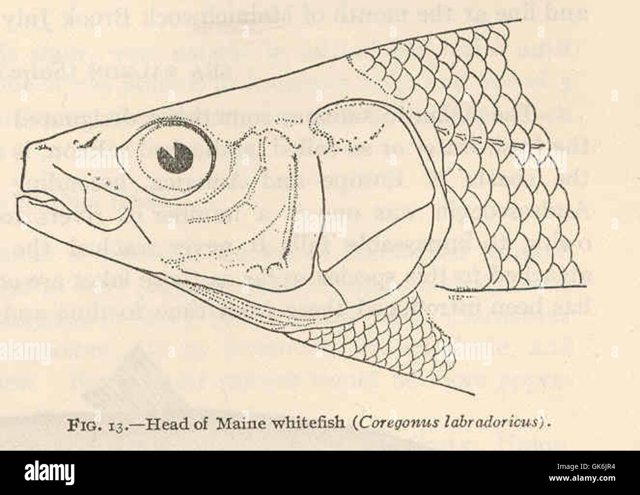 Map Of Whitefish High Resolution Stock Photography and Images - Alamy