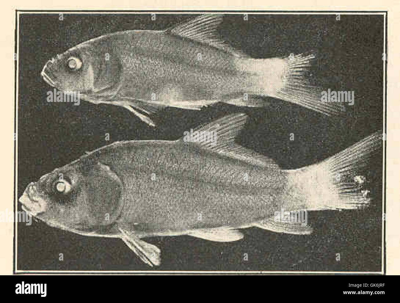 Buffalofish hi-res stock photography and images - Alamy