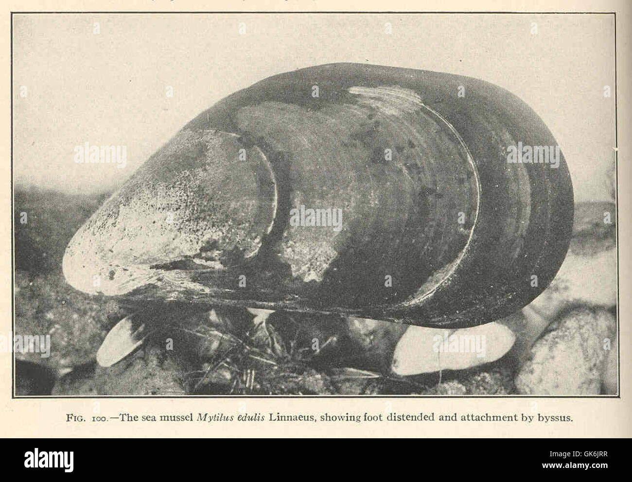 This image depicts the sea mussel *Mytilus edulis*, showing the foot ...