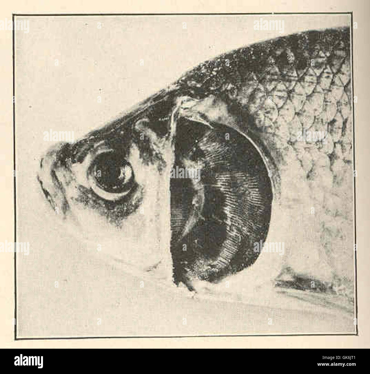 The head of a buffalofish (Ictiobus cyprinella) is shown with the ...