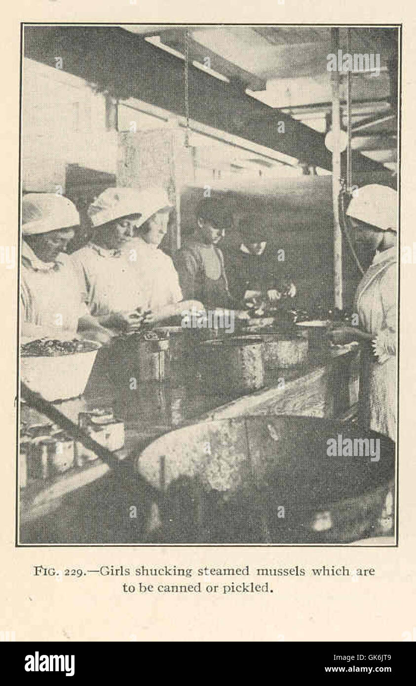 39040 Girls shucking steamed mussels which are to be canned or pickled ...