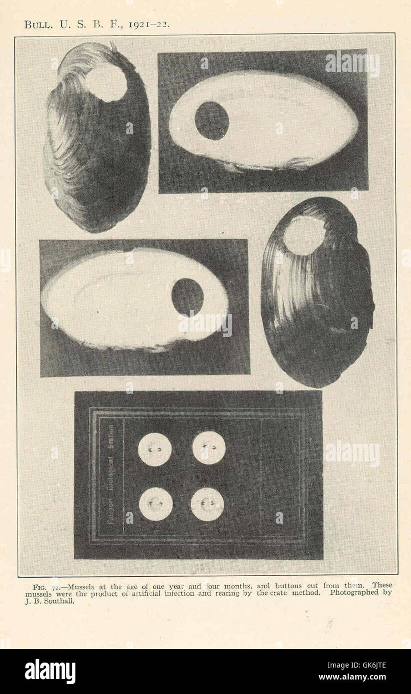 39045 Mussels at the age of one year and four months, and buttons cut ...