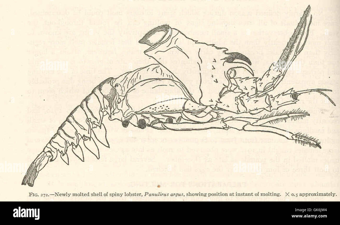 The image shows a newly molted shell of the spiny lobster, Panulirus ...