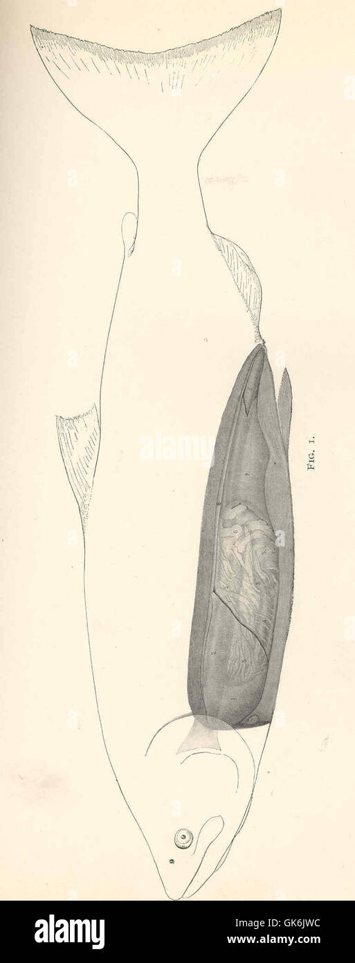 This outline illustration depicts the adult salmon, showcasing its ...