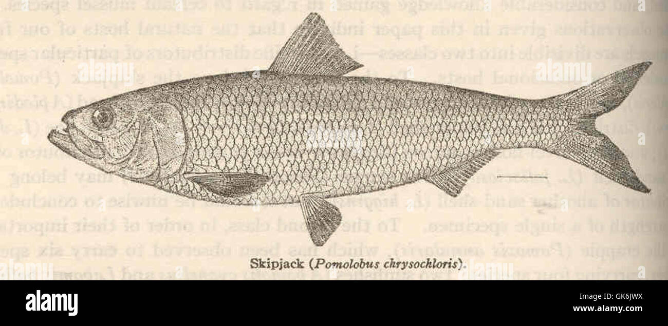 The Skipjack (Pomolobus chrysachloris) is a small fish species native ...