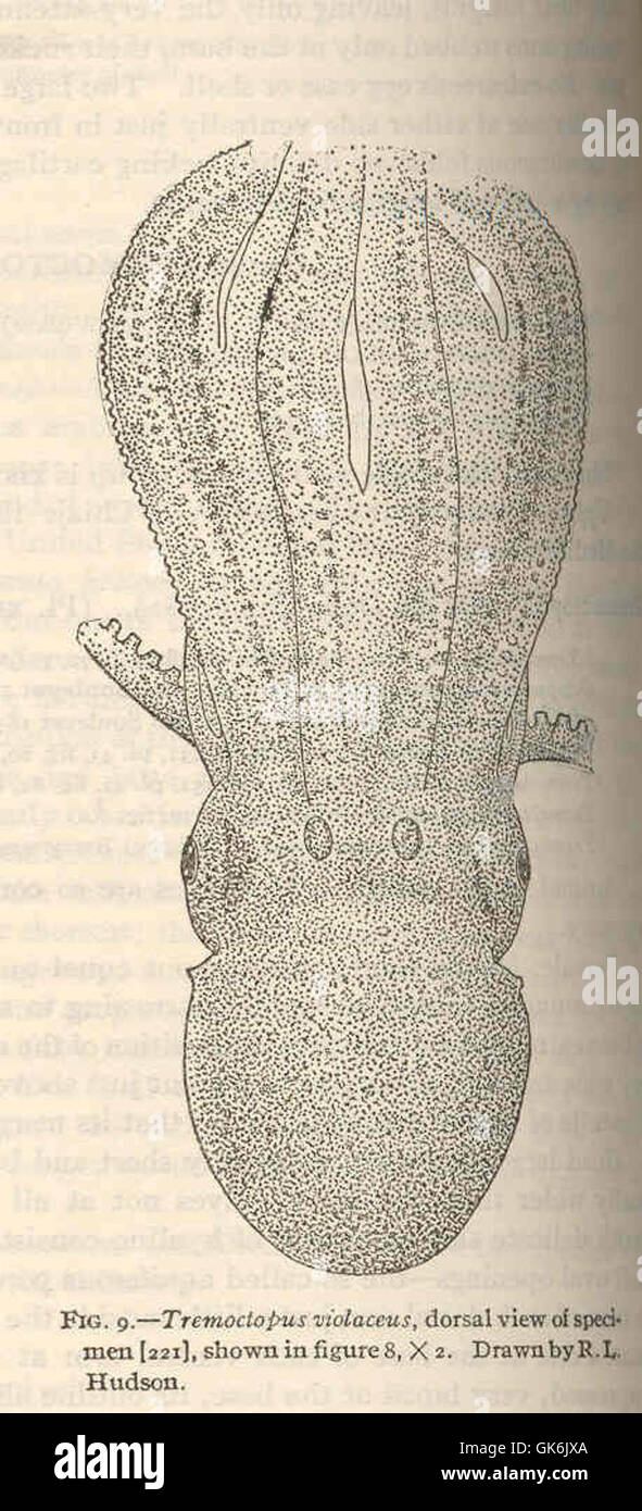 The image shows a dorsal view of Tremoctopus violaceus, also known as ...