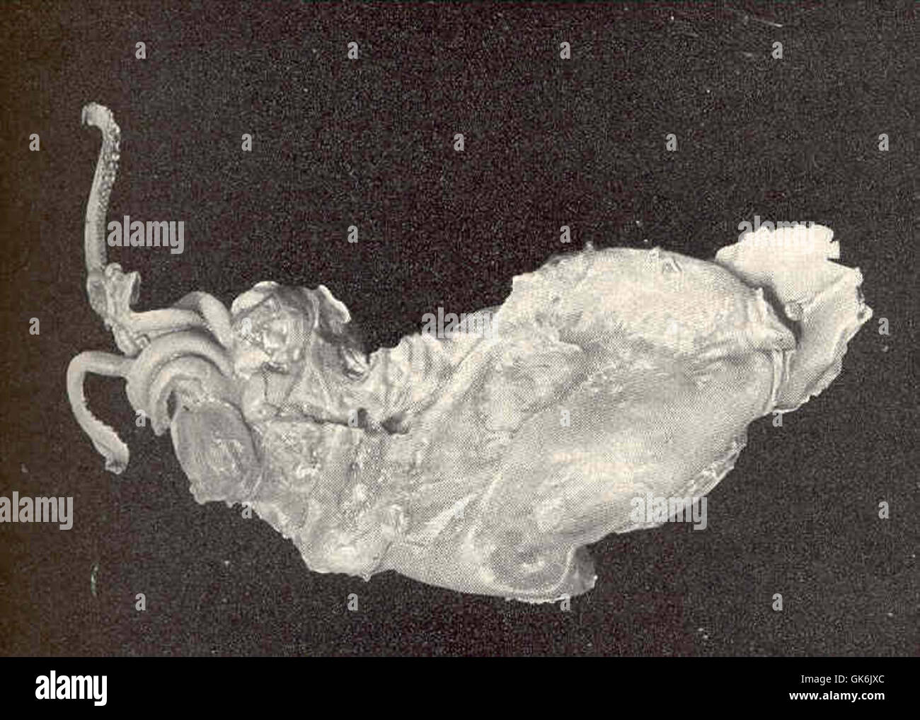 Polypus High Resolution Stock Photography and Images - Alamy