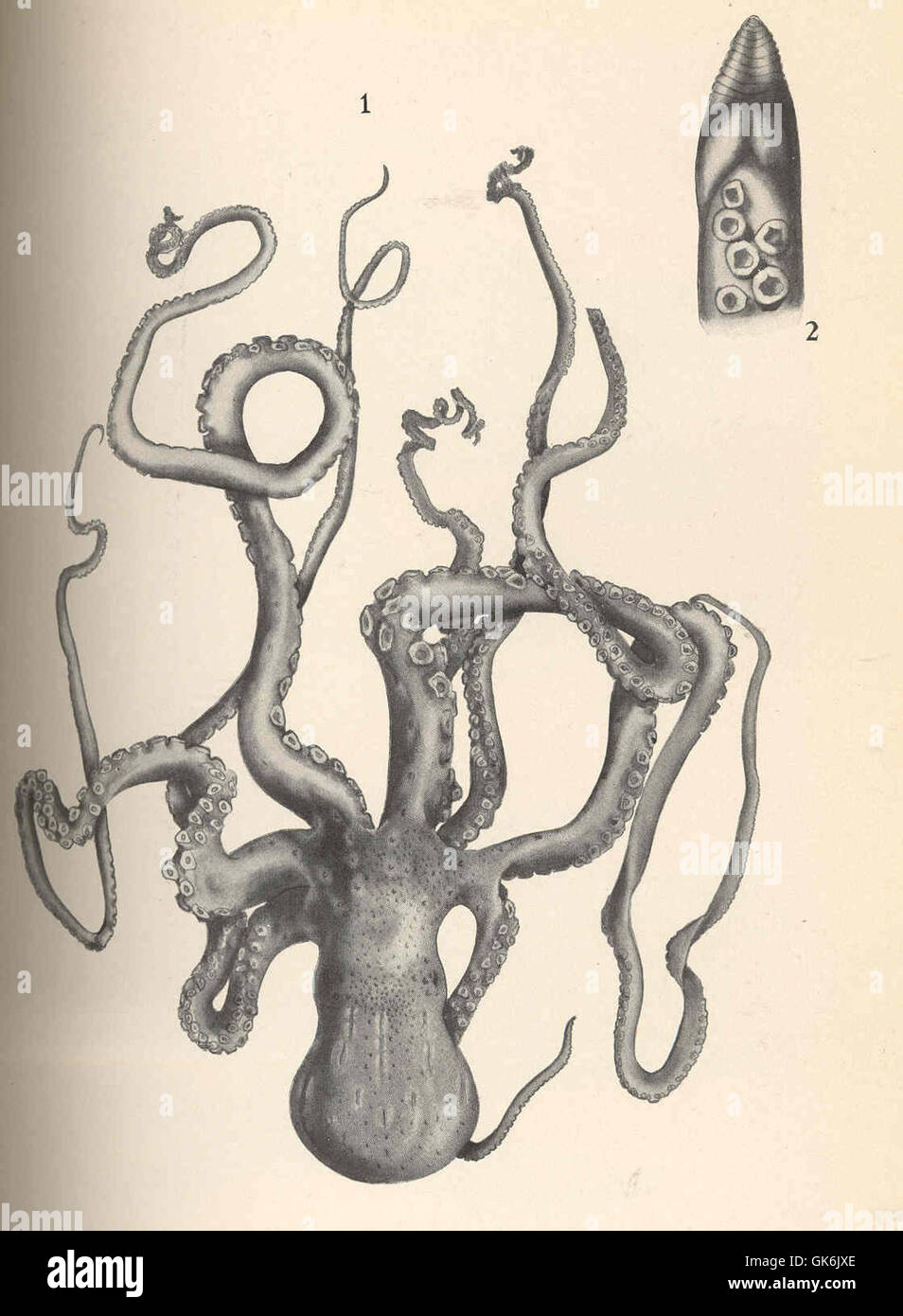 Polypus ornatus, also known as the ornate octopus, is depicted in a ...