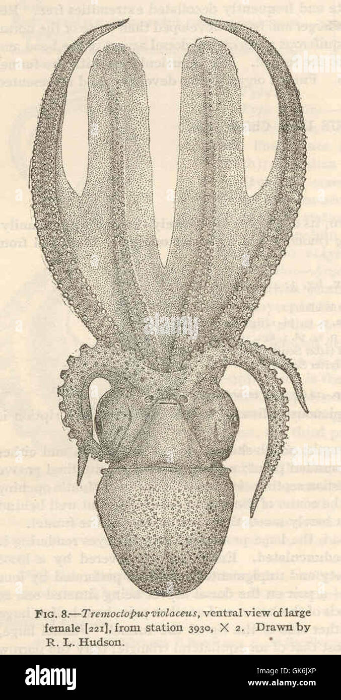 A ventral view of the large female Tremoctopus violaceus, the blanket ...