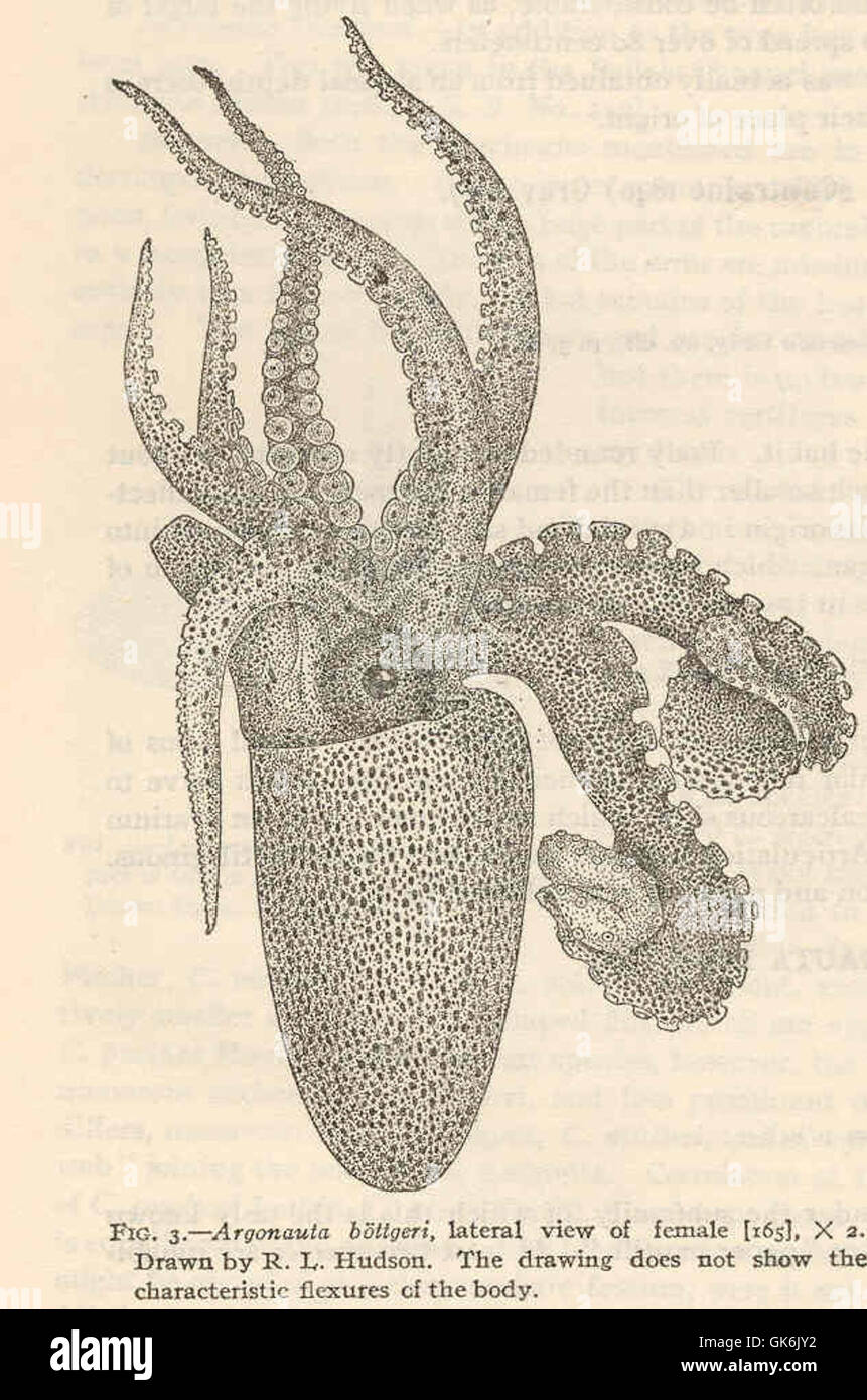 Argonauta bottgeri, a species of octopus, shown in a lateral view. The ...