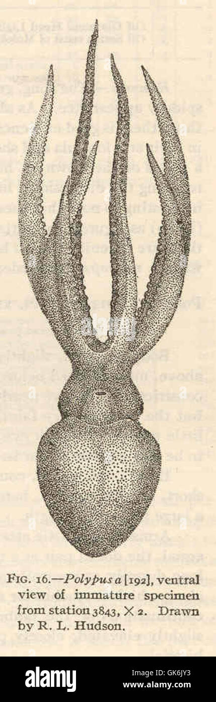 Immature specimen hi-res stock photography and images - Alamy