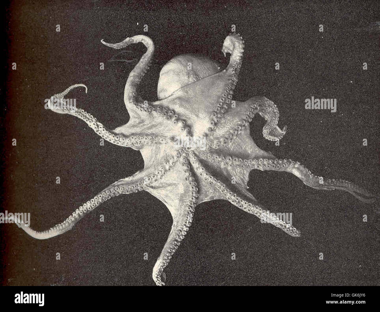 Megalocranchia hi-res stock photography and images - Alamy