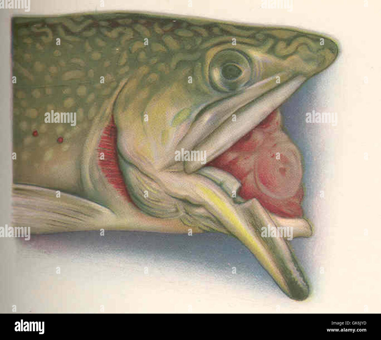 A Brook trout displaying a large thyroid tumor in the mouth cavity. The ...