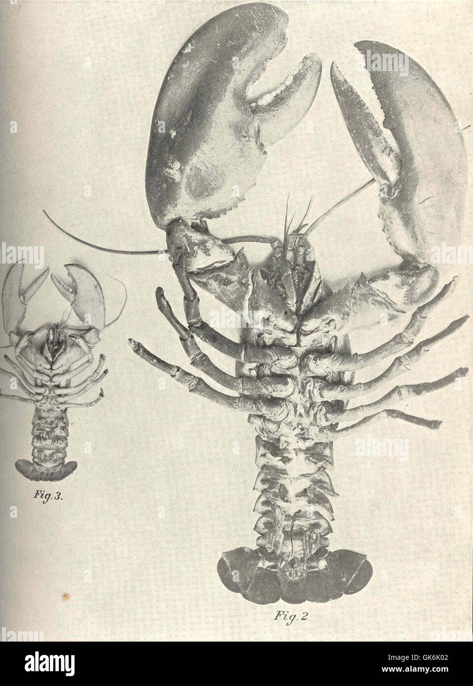 The ventral view of a male lobster showing the underside of its body ...
