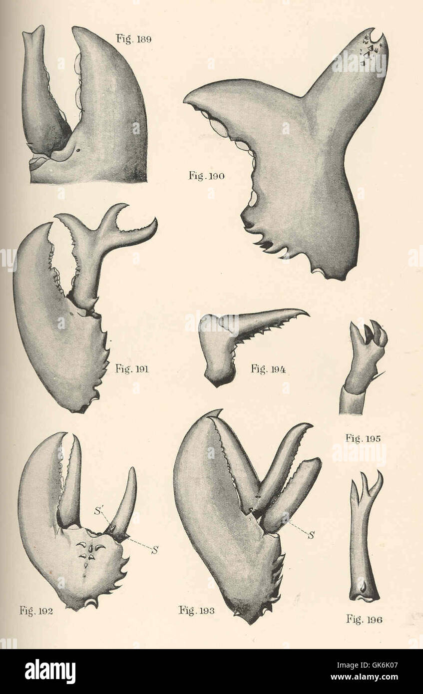This image features a close-up of deformed claws from a species of ...