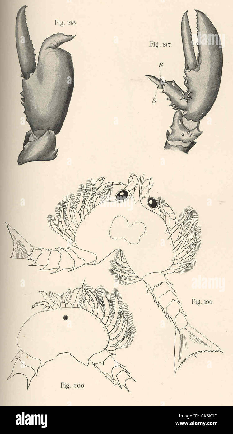 This scientific image shows deformed claws in adult crustaceans and the ...