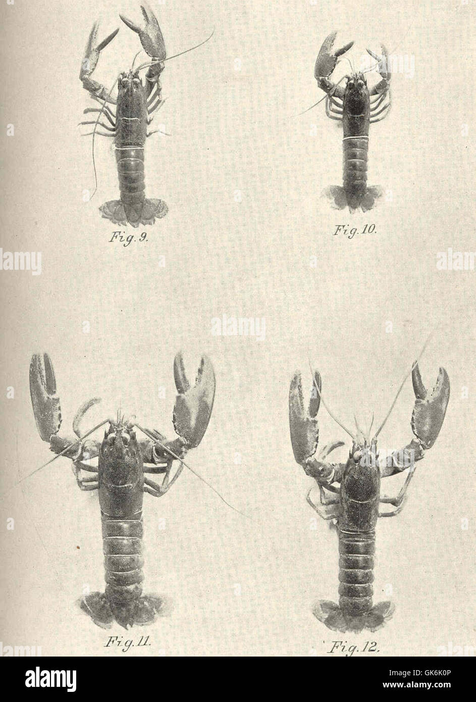Immature lobsters, typically characterized by their small size and ...