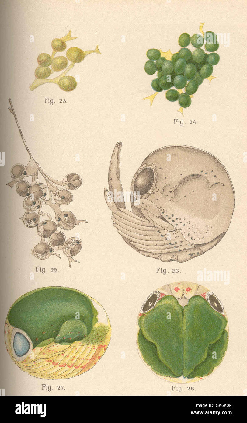 This image shows freshly laid eggs and advanced embryos, highlighting ...
