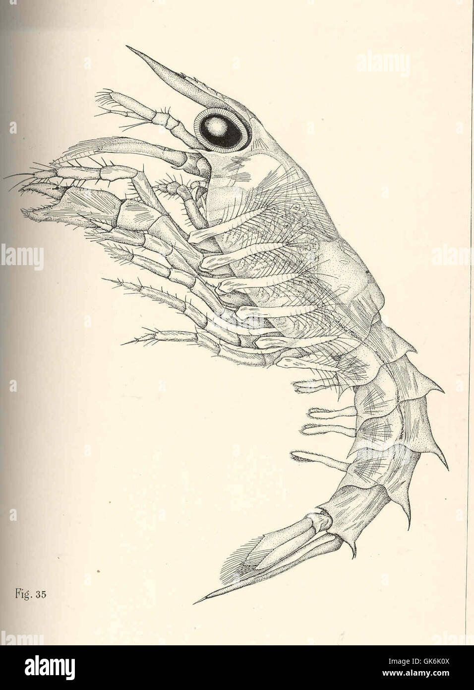 The third larval stage of an unspecified aquatic species, a crucial ...