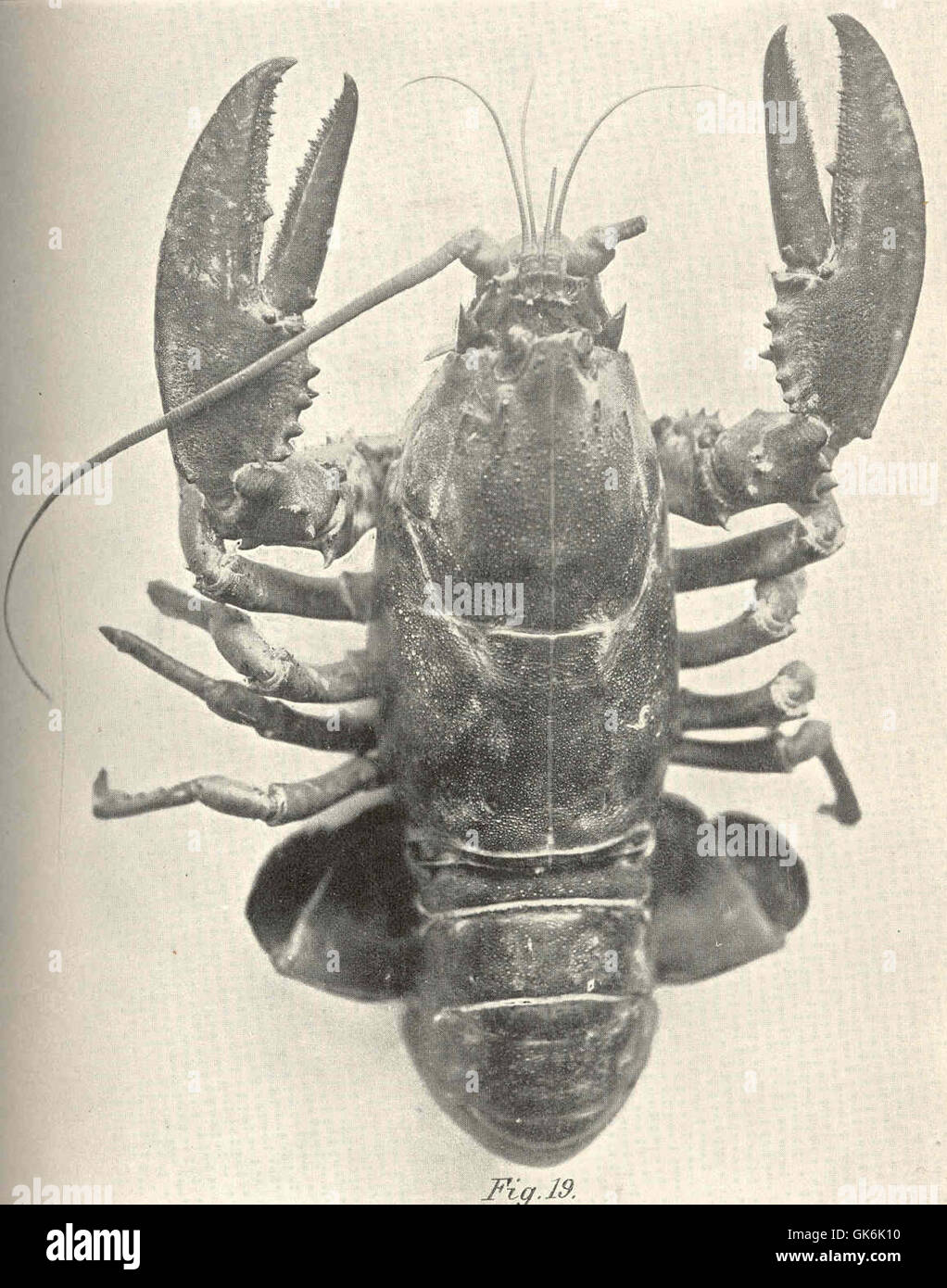 This image shows an adult male lobster with noticeable abnormal ...
