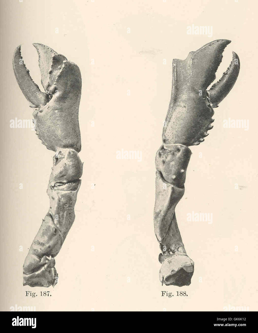 This image shows an abnormal cheliped, which is a term used to describe ...