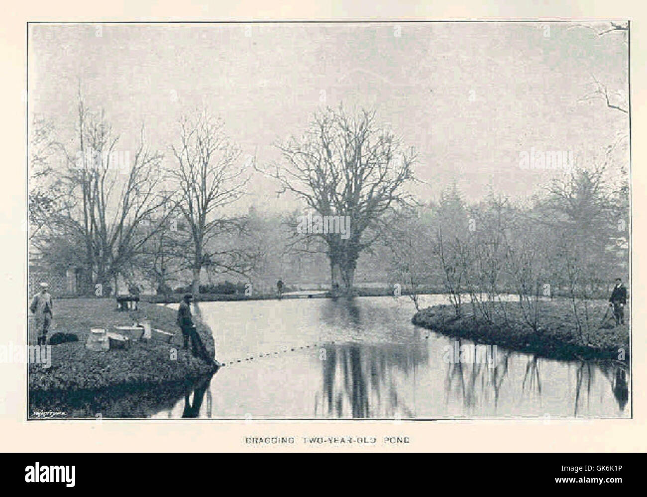 This image depicts the process of dragging a two-year-old pond ...