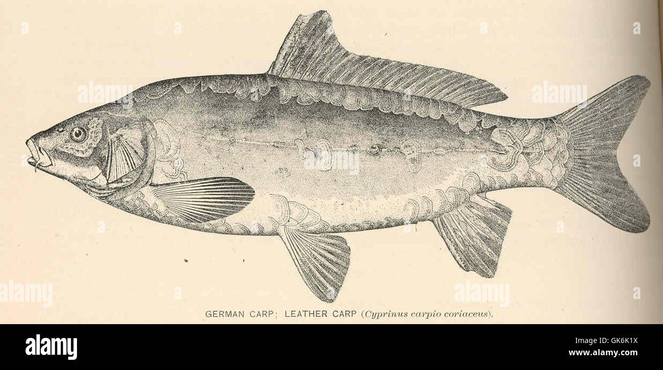 Leather carp hi-res stock photography and images - Alamy
