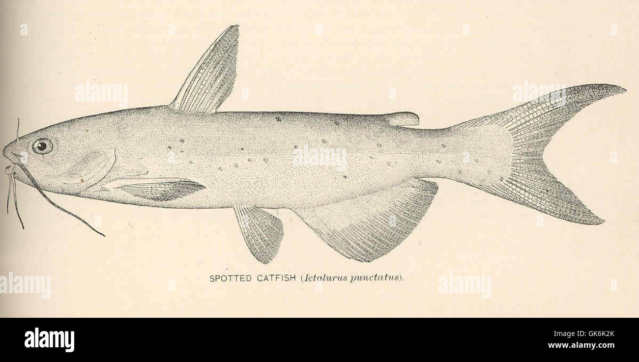 The Spotted Catfish (Ictalurus punctatus) is a species native to North ...