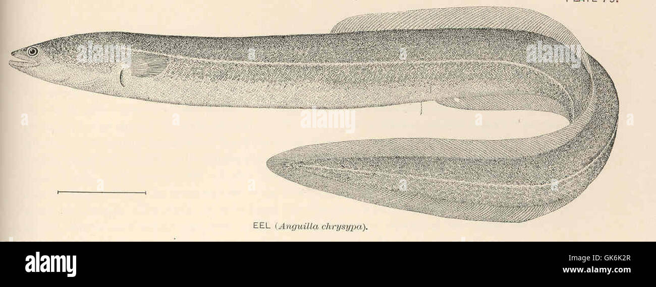 39195 Eel (Anguilla chrysypa Stock Photo - Alamy