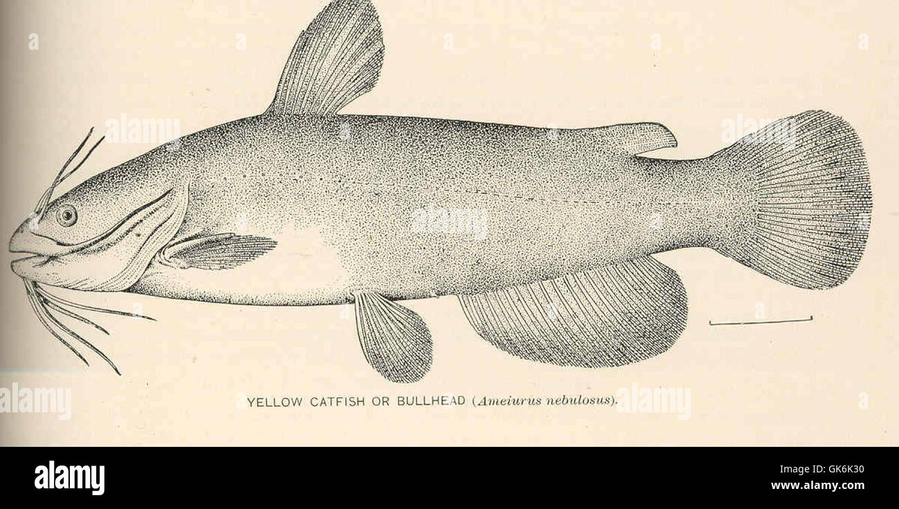 Yellow bullhead catfish hi-res stock photography and images - Alamy