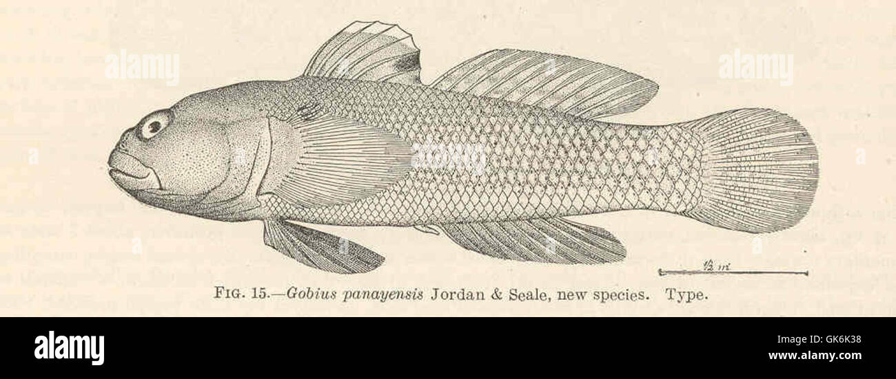 Gobius panayensis, a newly identified species of goby, was discovered ...