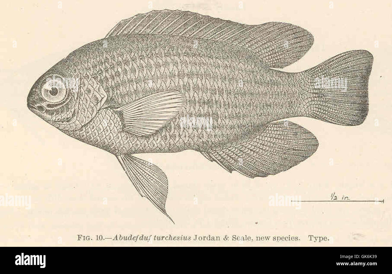 Abudefduf turchesius, described by Jordan & Seale, is a newly ...