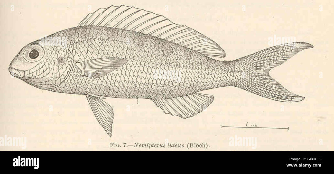Nemipterus luteus, a species of fish in the family Nemipteridae, known ...