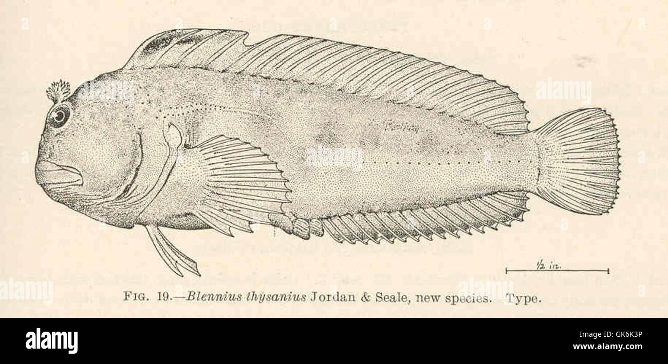 Blennius thysanius, a newly identified species of fish described by ...