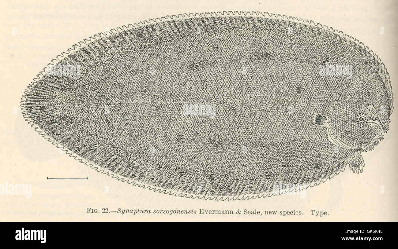 Sorsogonensis hi-res stock photography and images - Alamy