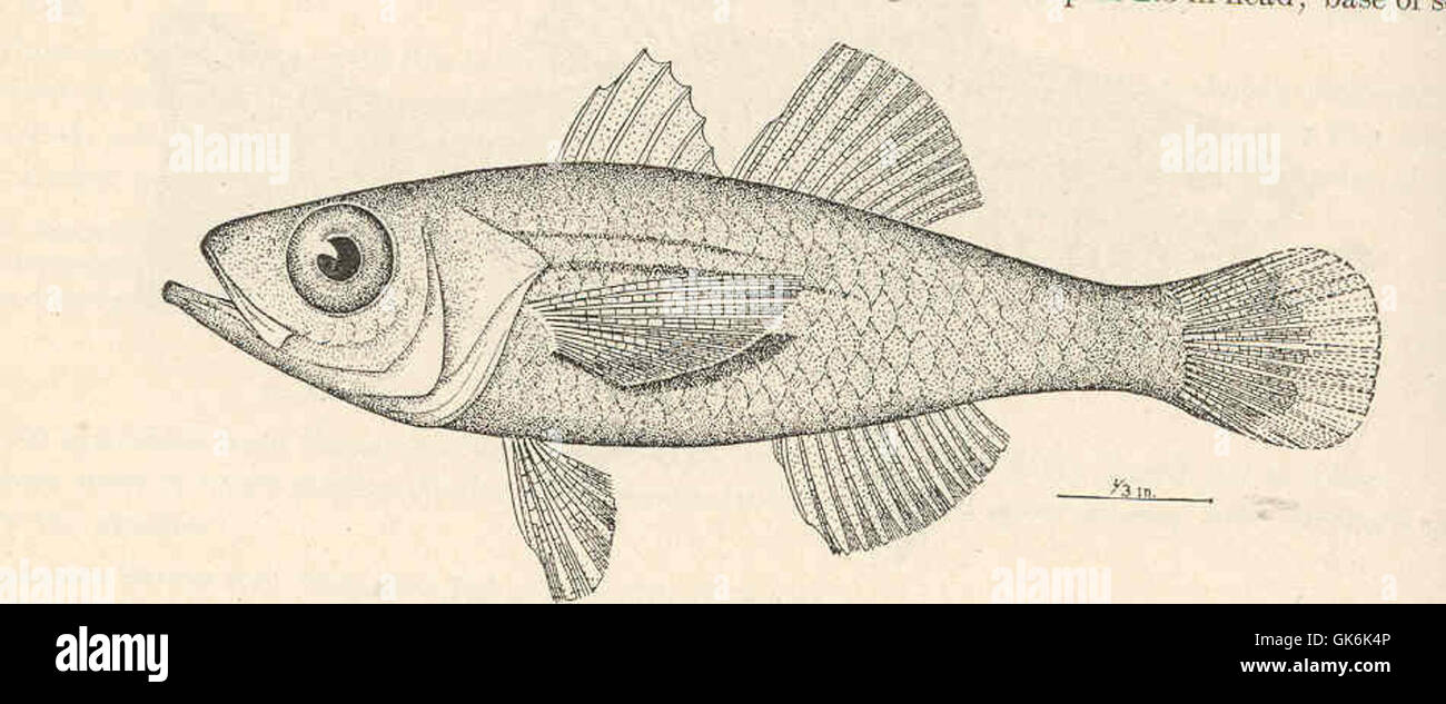 Apogonichthys mentalis, a newly identified fish species by Evermann ...