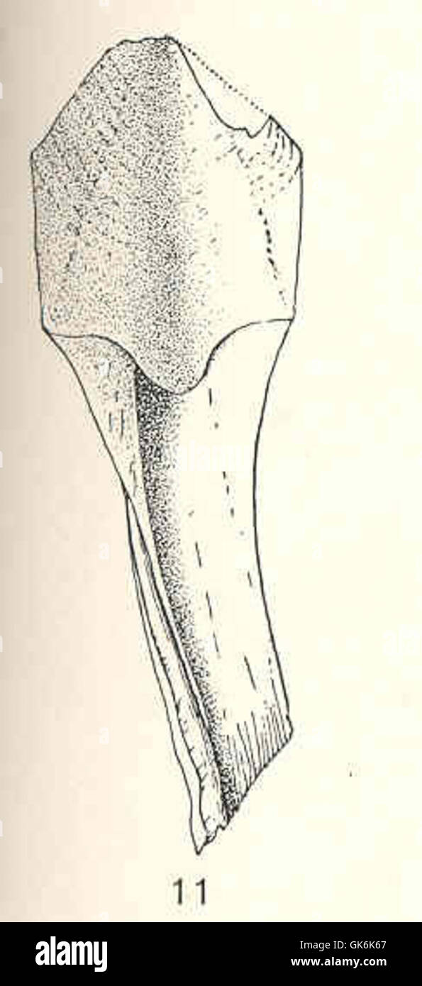 The interior view of Balanus evermanni, a species of barnacle, shows ...