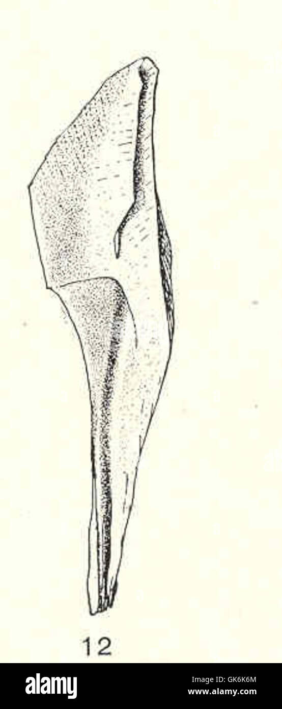Balanus evermanni is a species of barnacle that exhibits unique ...