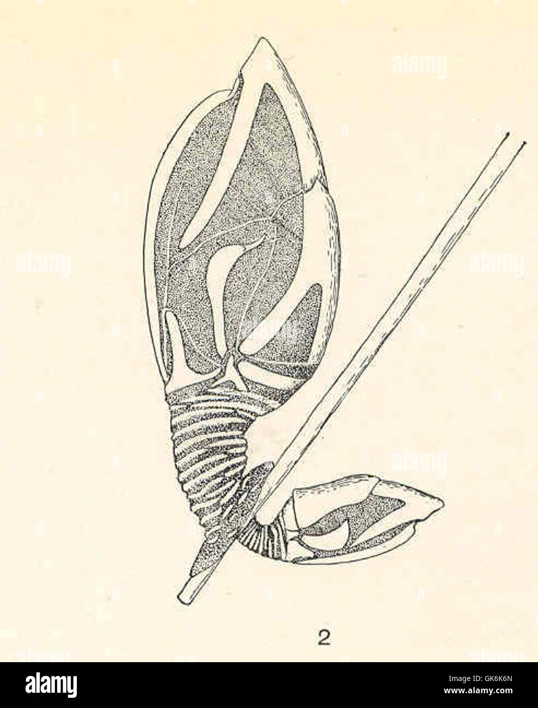 Barnacle larvae hi-res stock photography and images - Alamy