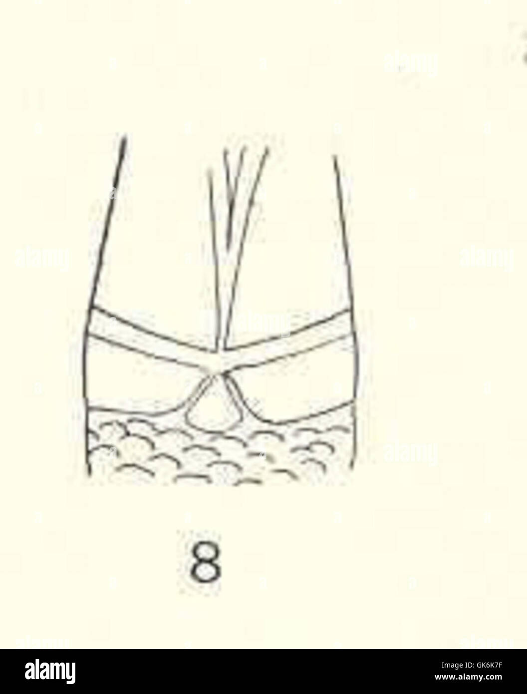 An illustration of the Scalpellum californicum, a species of barnacle ...