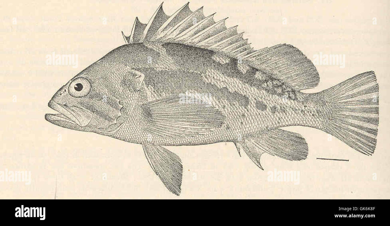 39327 Sebastodes caurinus (Richardson Stock Photo - Alamy