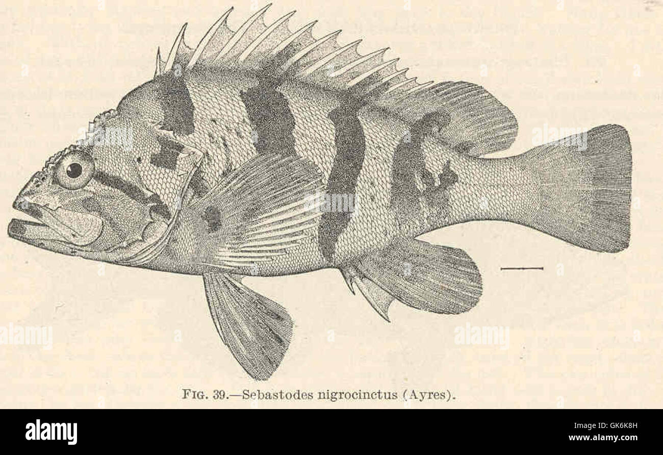 Nigrocinctus hi-res stock photography and images - Alamy