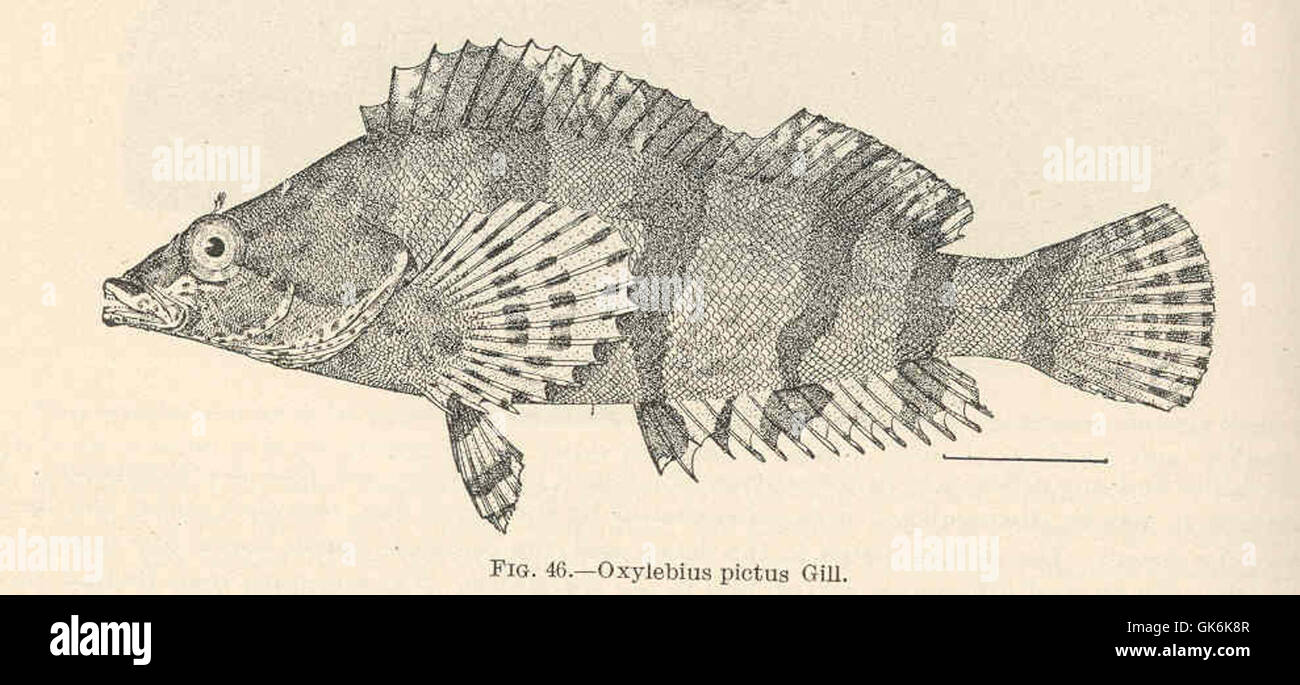 Oxylebius pictus is a species of fish known for its distinctive ...