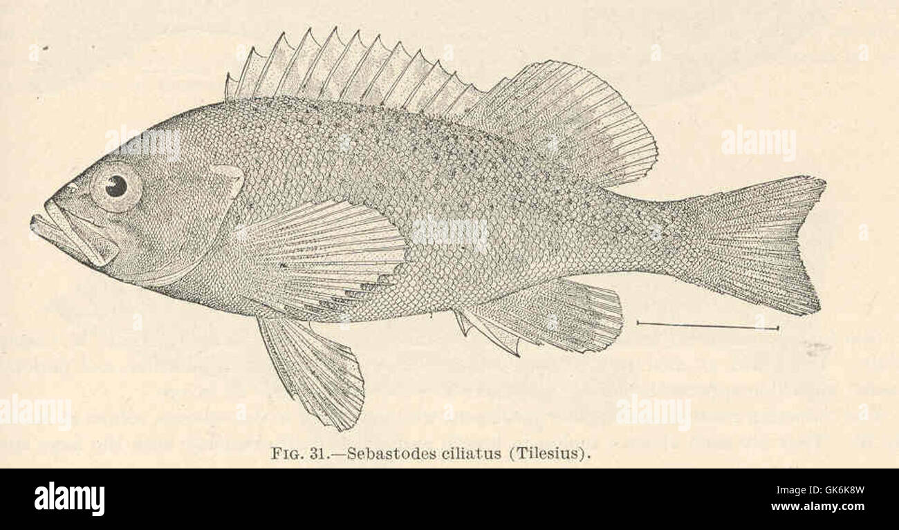 Tilesius hi-res stock photography and images - Alamy