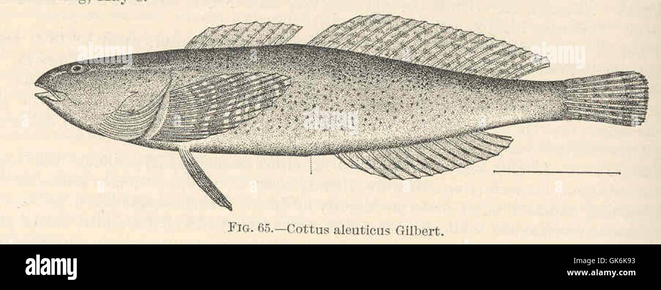 39342 Cottus aleuticus Gilbert Stock Photo - Alamy