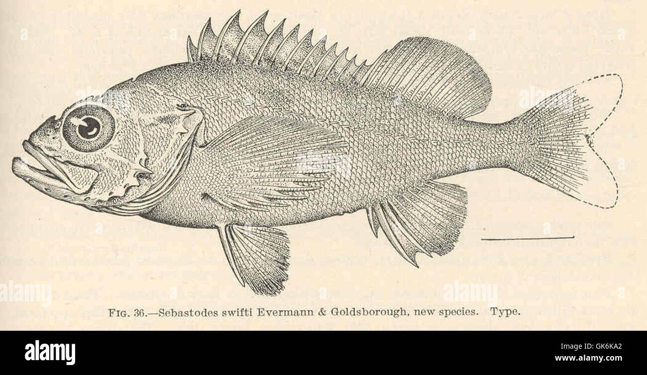 Sebastodes swifti, a newly described species of rockfish, was named by ...