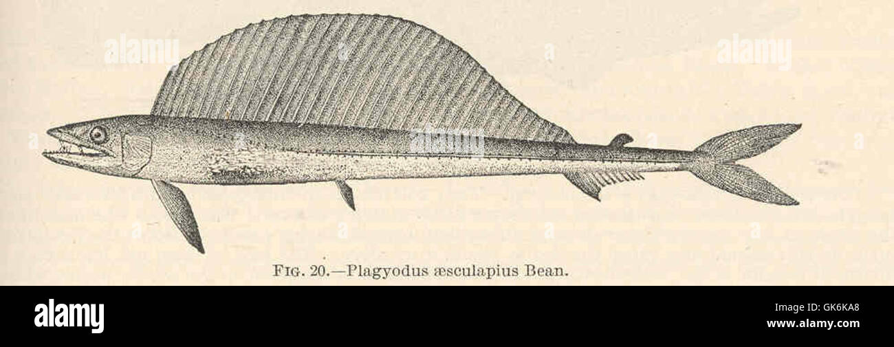 *Plagyodus aesculapius* is a species of freshwater fish in the family ...