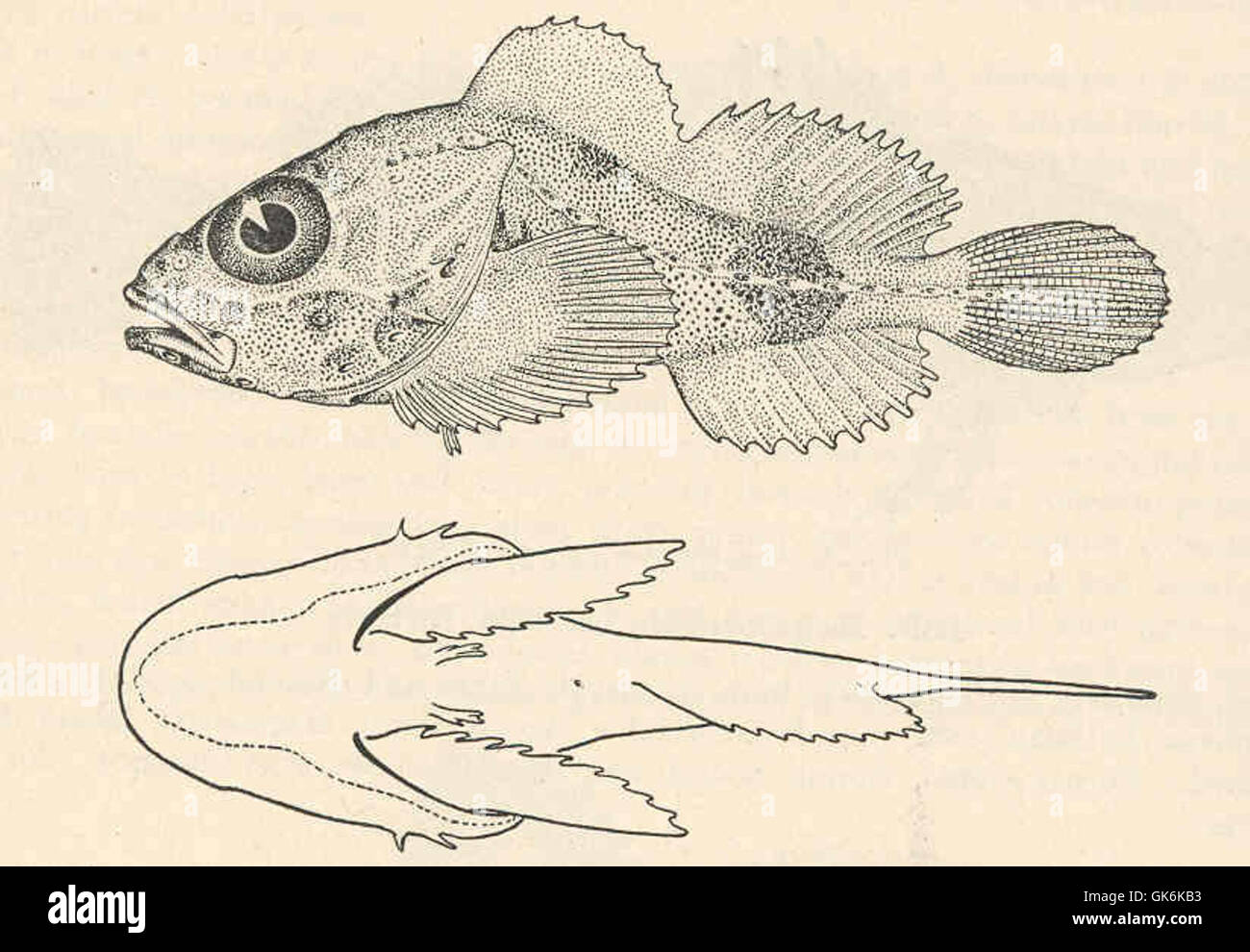 Aleuticus hi-res stock photography and images - Alamy