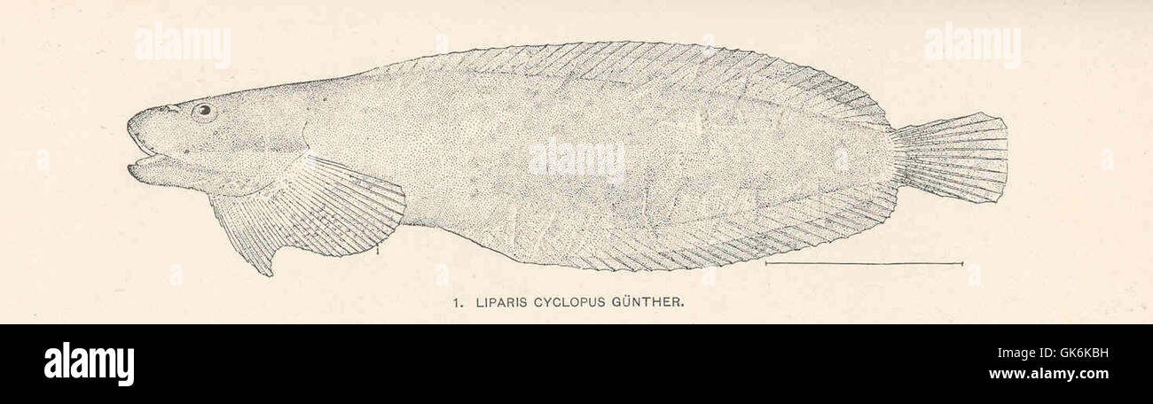 39400 Libaris cyclopus Gunther Stock Photo - Alamy